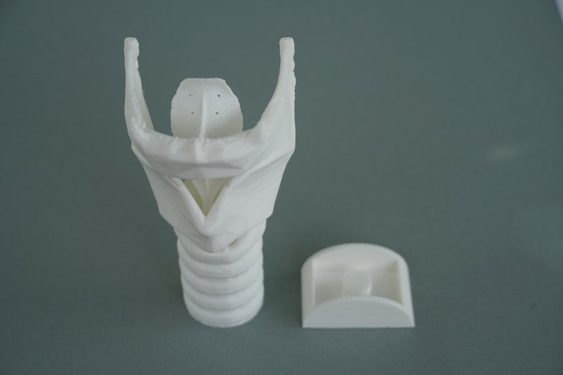 Larynx Anatomical Model 3D Printed | Etsy