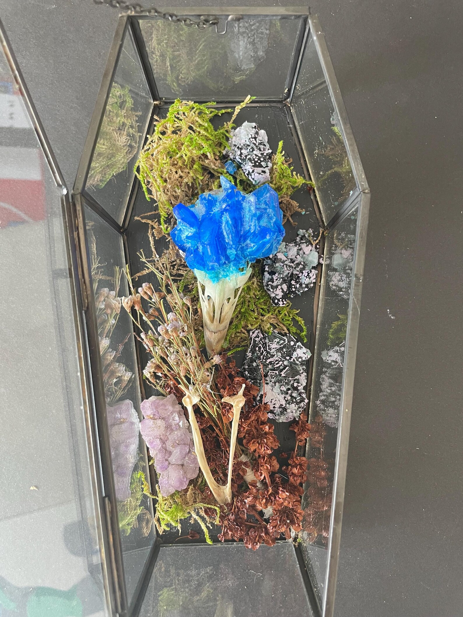 Blue Crystalized Bird Skull, Coffin Terrarium - Etsy