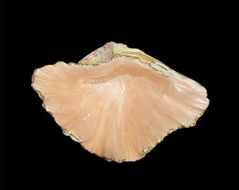 Bear Claw Clam Shell - Etsy