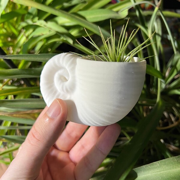 Shell Planter - Etsy