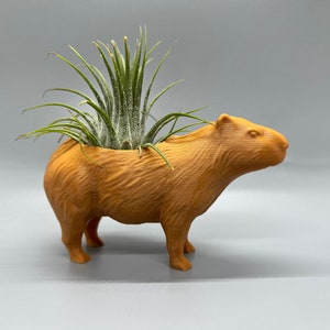 3D Printed Capybara Planter: Unique Air Plant Holder With Drainage for ...