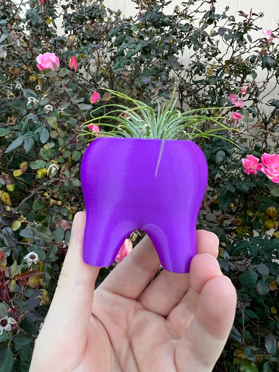 Tooth Succulent Planter | Home Decor | Modern Planter | 3D Printed With ...
