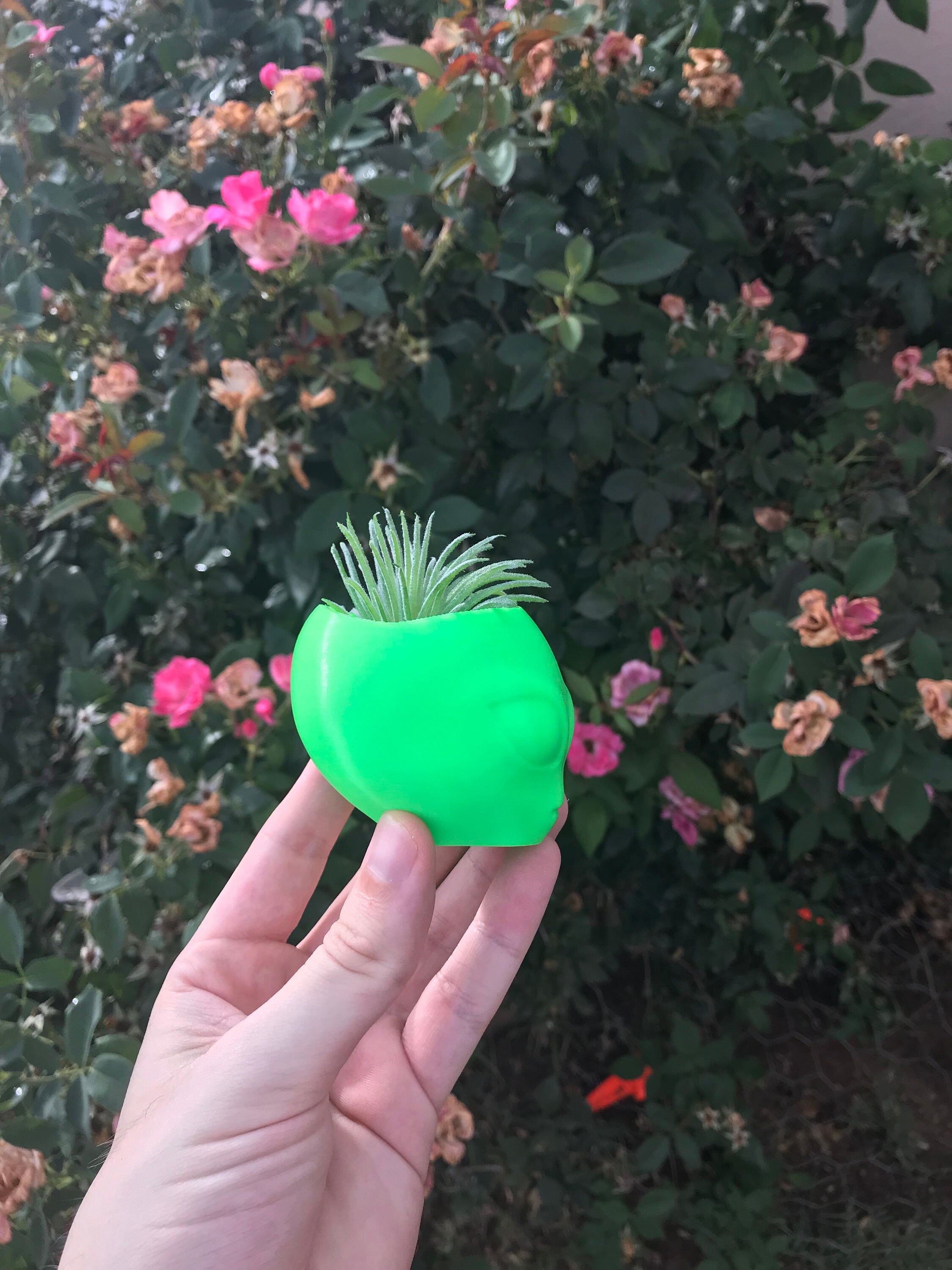 Alien Succulent Planter Office Decor Home Decor Modern - Etsy