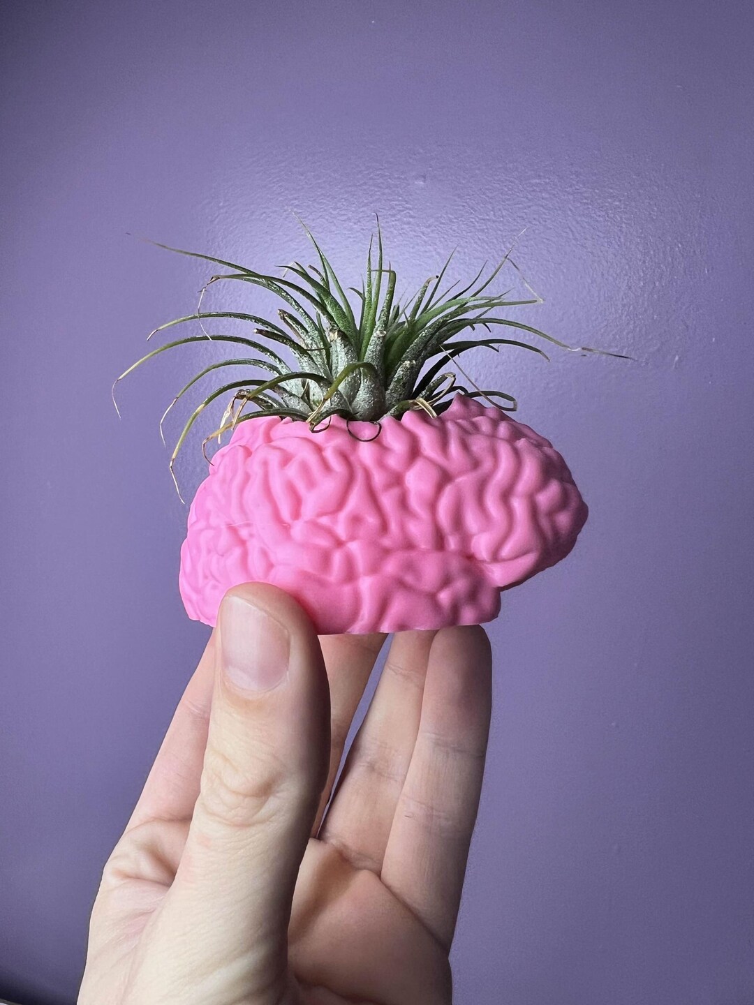 3D Printed Brain Succulent Planter - Modern Indoor Home Decor With ...