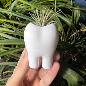 Tooth Succulent Planter | Home Decor | Modern Planter | 3D Printed With ...