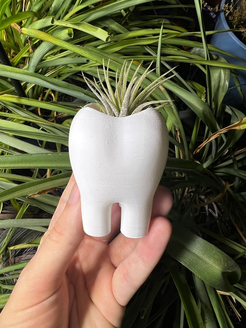 Tooth Succulent Planter Home Decor Modern Planter 3D | Etsy