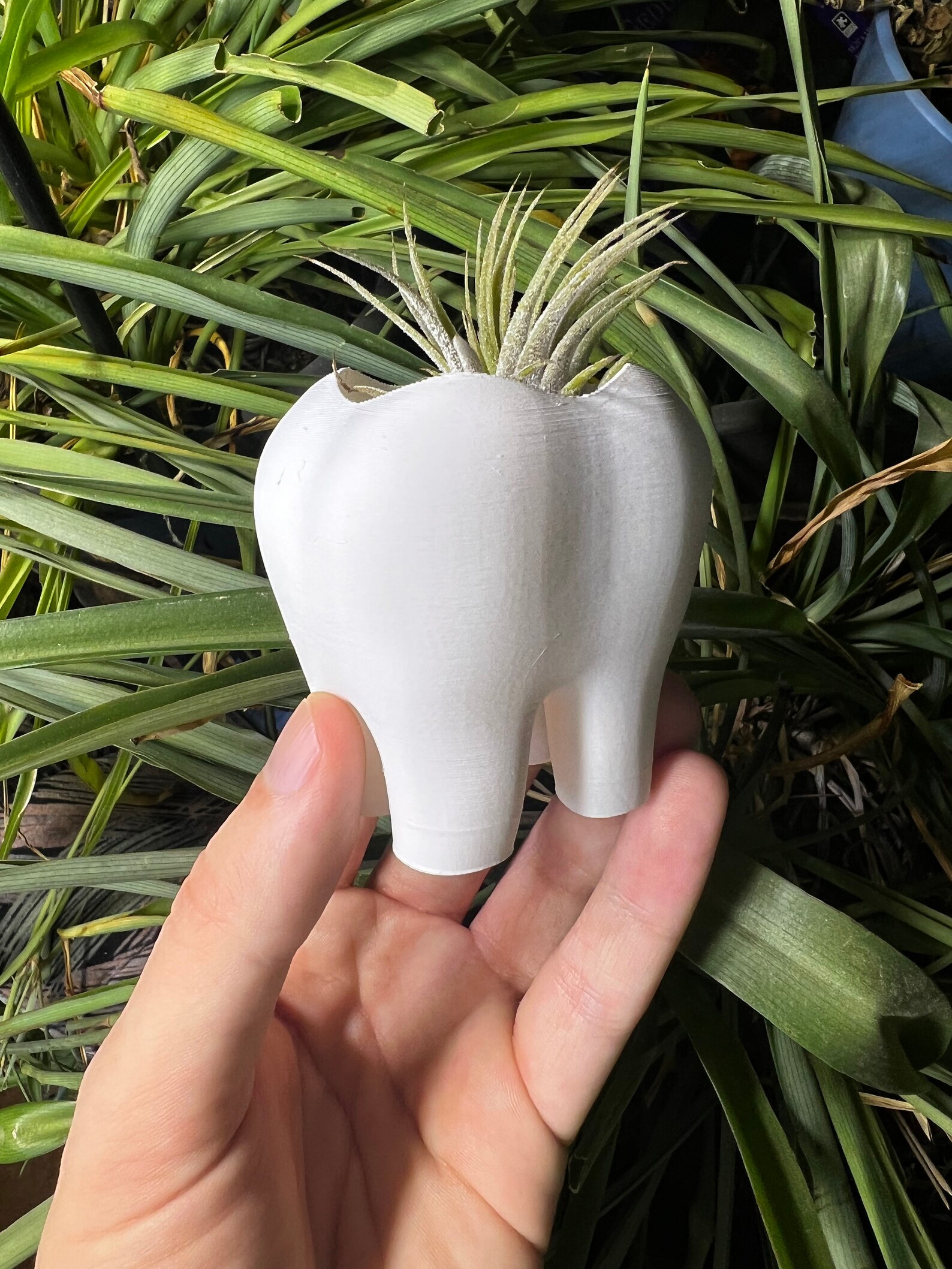 Tooth Succulent Planter Home Decor Modern Planter 3D | Etsy