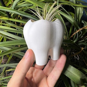 Tooth Succulent Planter | Home Decor | Modern Planter | 3D Printed With ...