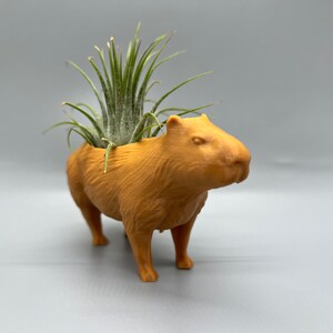 3D Printed Capybara Planter: Unique Air Plant Holder With Drainage for ...