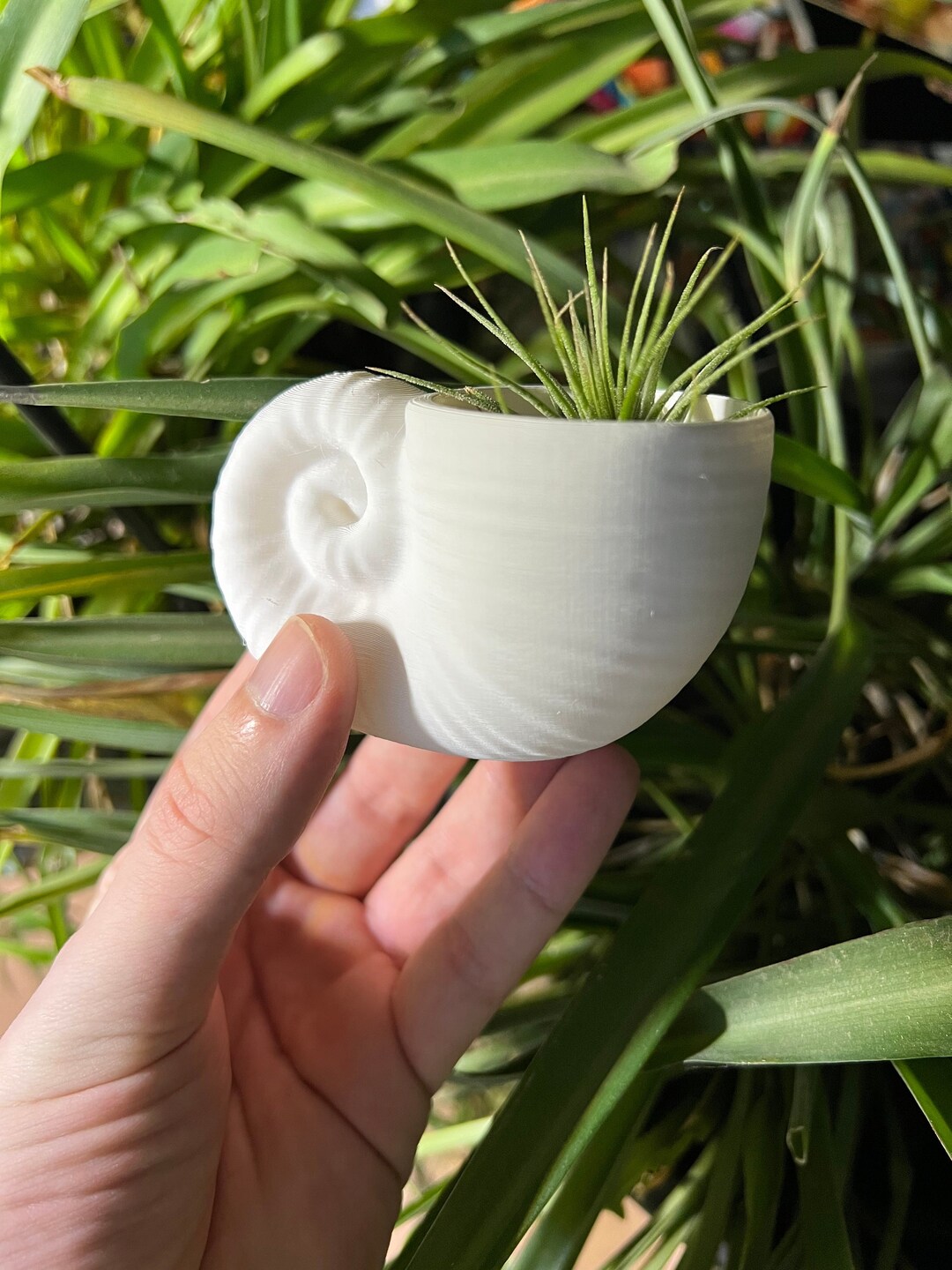 Nautilus Shell Succulent Planter Home Decor Modern Planter - Etsy