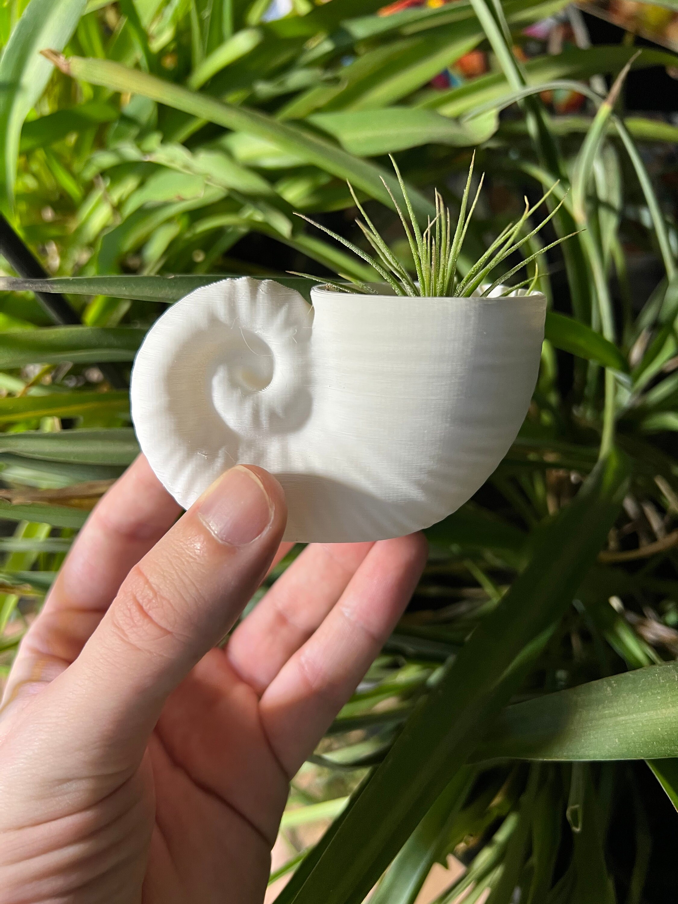 Nautilus Shell Succulent Planter Home Decor Modern Planter | Etsy