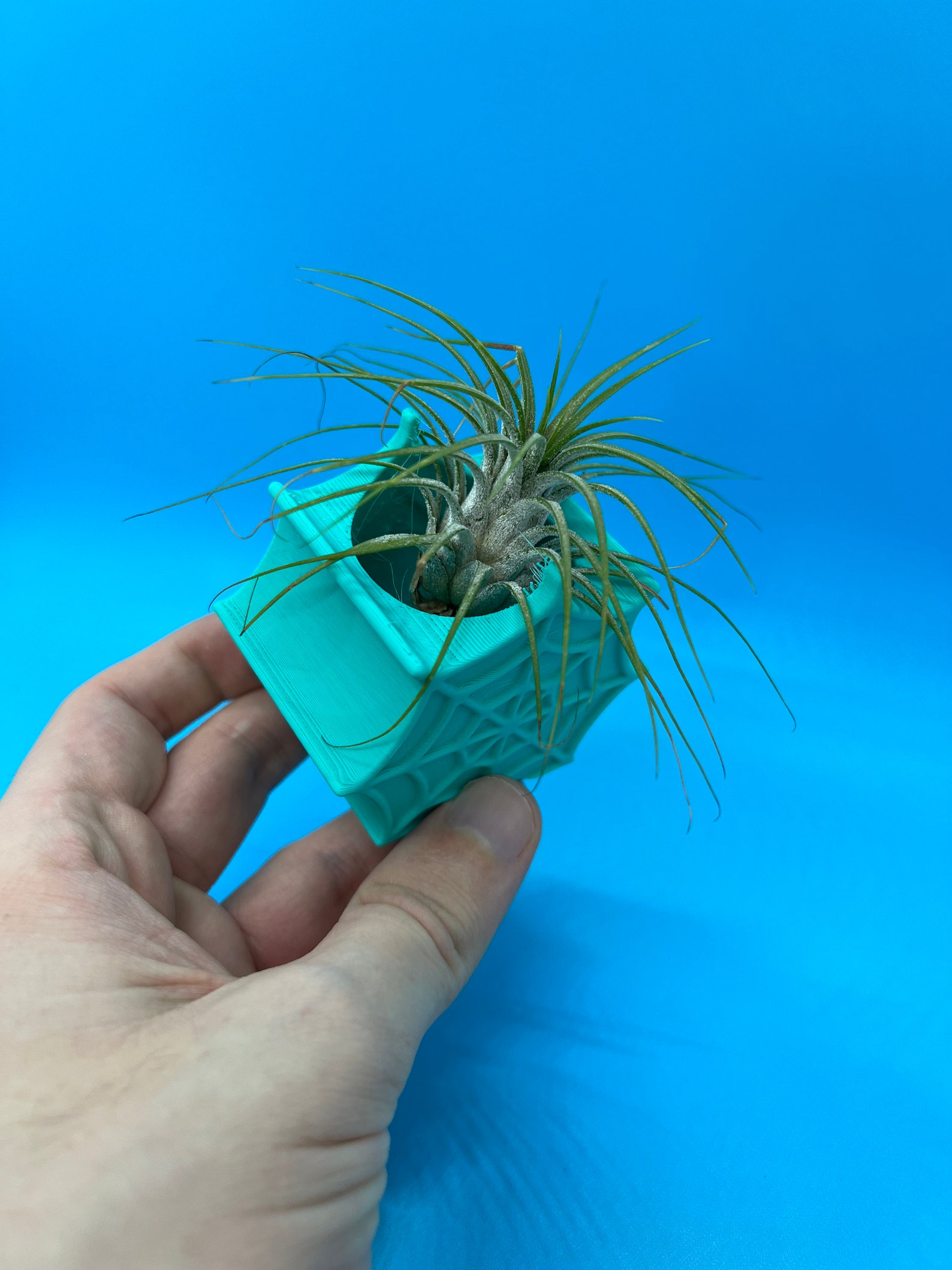 3D Printed Spider Web Planter: Modern PLA Indoor Decor - Etsy