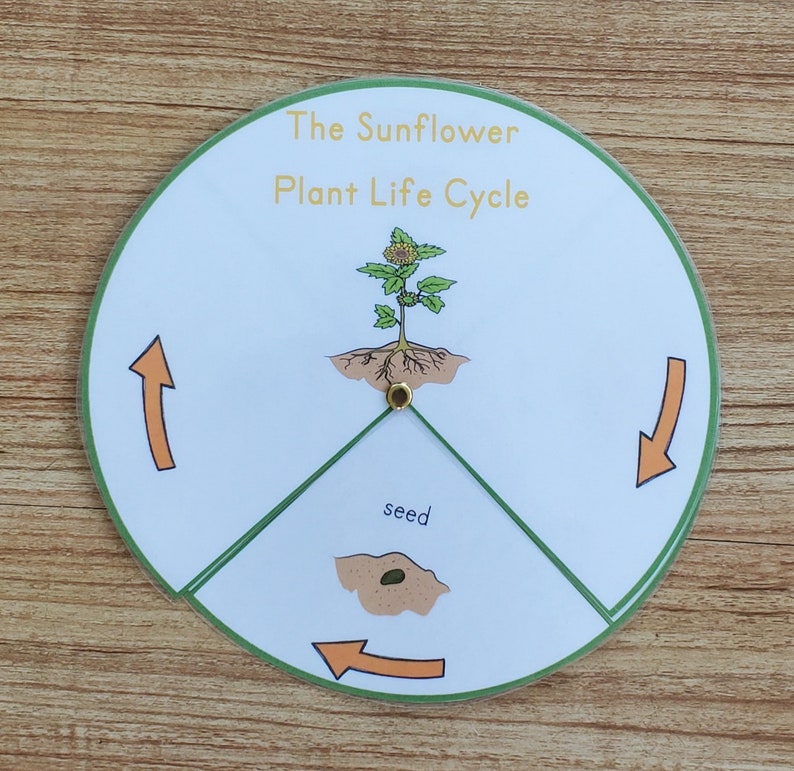All About Plants Learning Bundle - Etsy