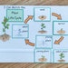 All About Plants Learning Bundle - Etsy