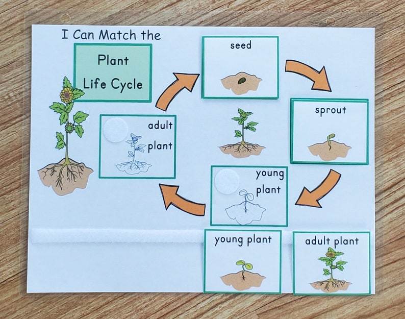 All About Plants Learning Bundle - Etsy