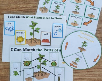 All About Plants, Flower Life Cycle, Preschool Kindergarten Learning ...