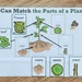 All About Plants Learning Bundle - Etsy