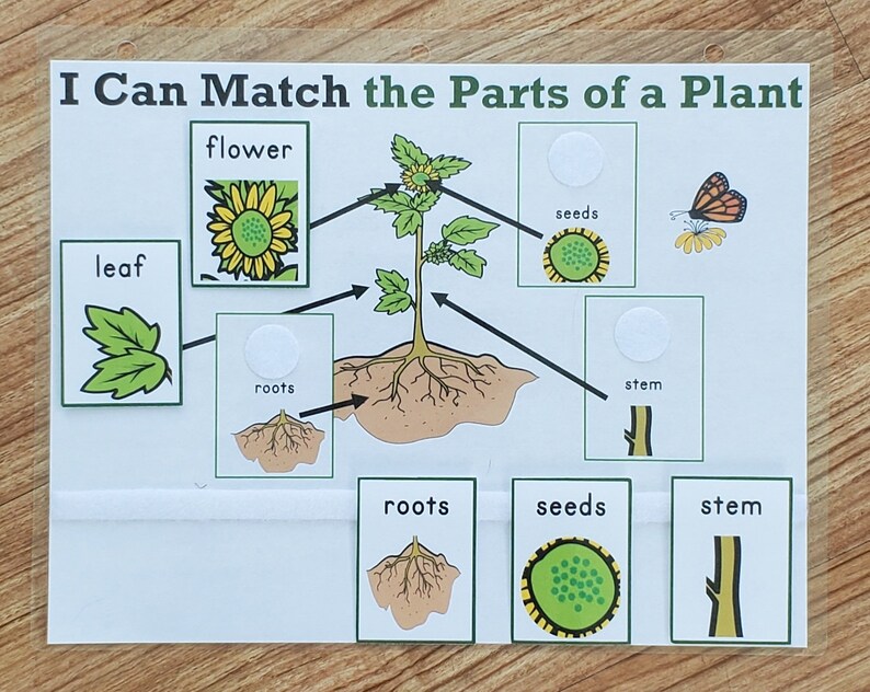 All About Plants Learning Bundle - Etsy