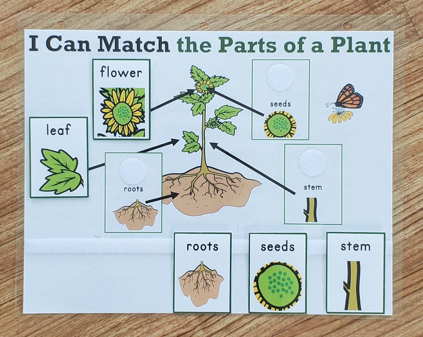 All About Plants Learning Bundle - Etsy
