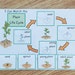 All About Plants Learning Bundle - Etsy