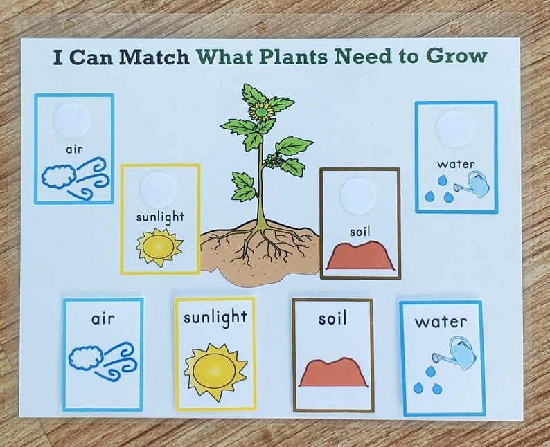 All About Plants Learning Bundle - Etsy