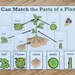 All About Plants Learning Bundle - Etsy