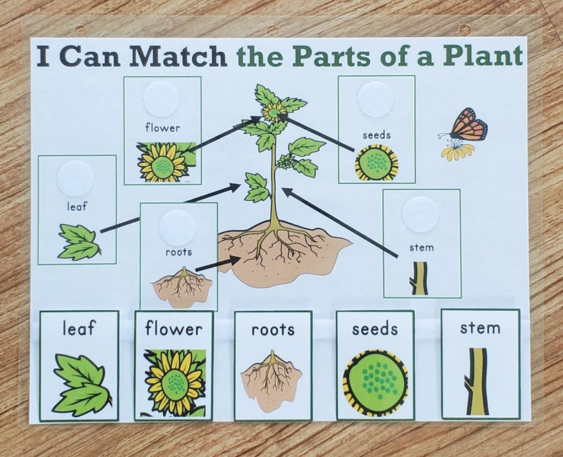 All About Plants Learning Bundle - Etsy