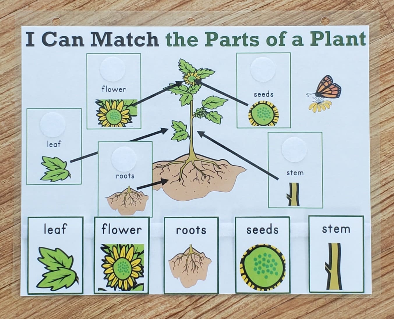 All About Plants Learning Bundle - Etsy