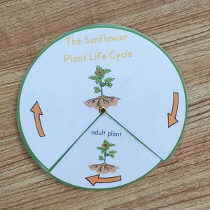 All About Plants Learning Bundle - Etsy