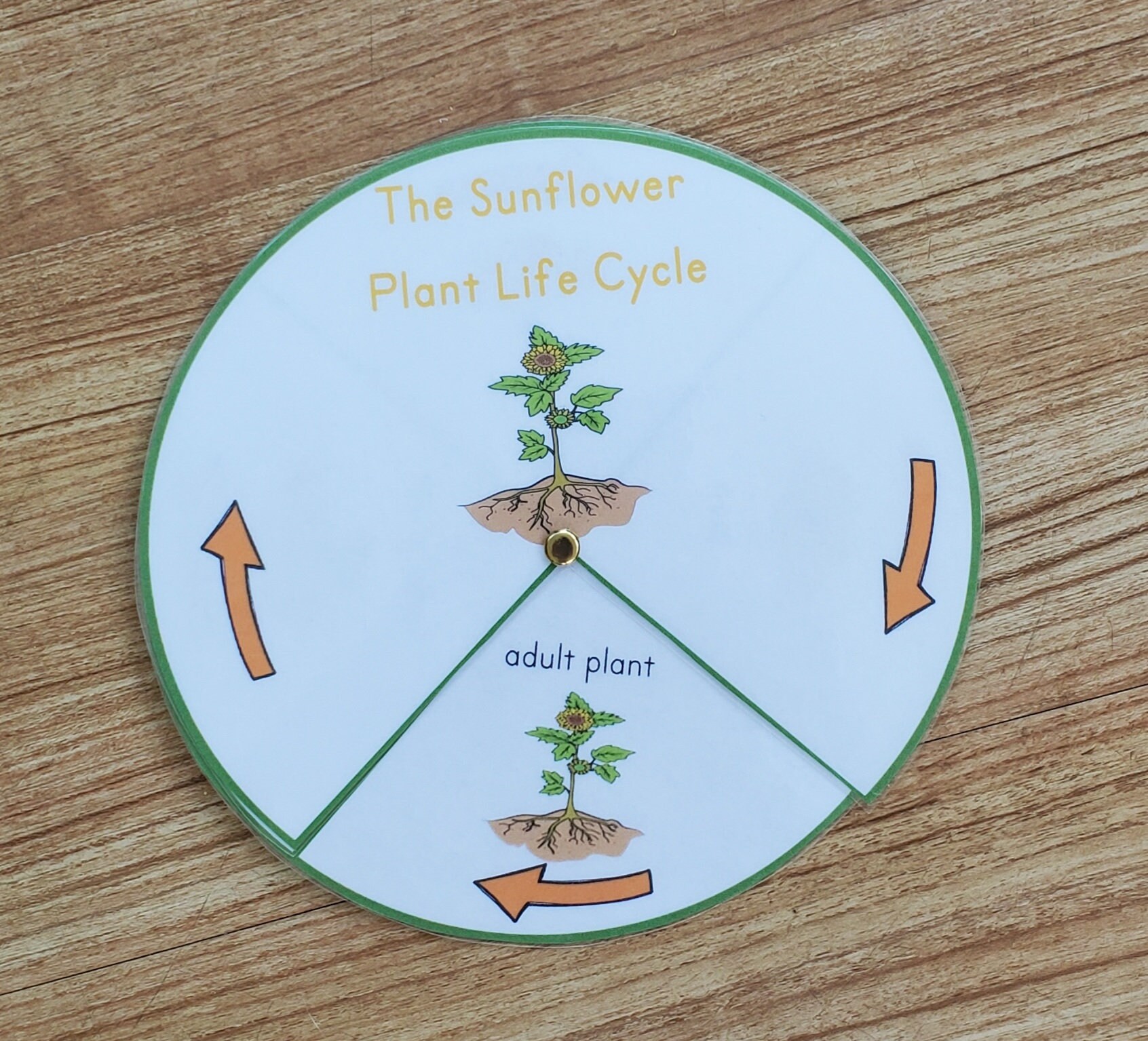 All About Plants Learning Bundle - Etsy