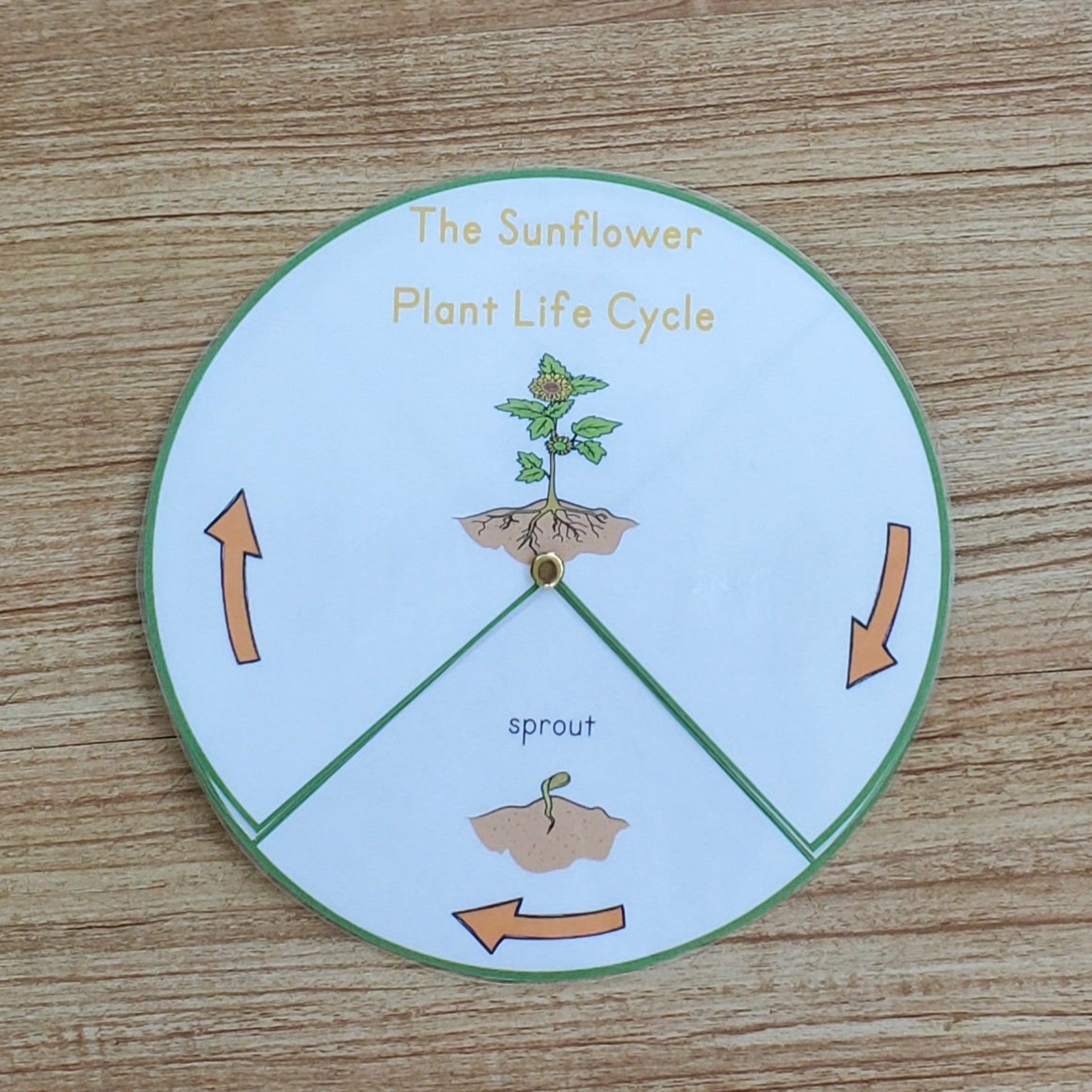 All About Plants Learning Bundle - Etsy