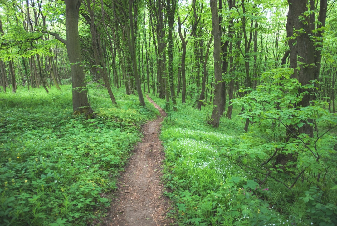Trail in the Spring Forest - Printable Wall Art, Forest Atmosphere, Oil ...