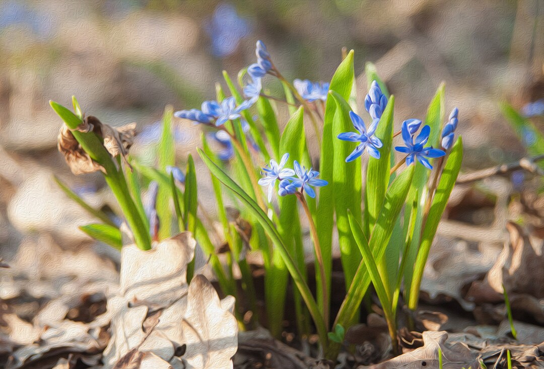 Blue Forest Flowers - Printable Wall Art, Scilla Bifolia, Oil Painting ...