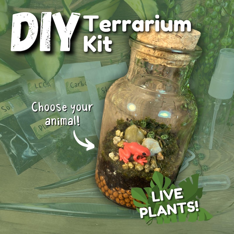 Terrarium Kit - Etsy