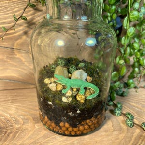 DIY Mini Terrarium Kit With Live Plants - Tiny Animal, Gift for Plant ...