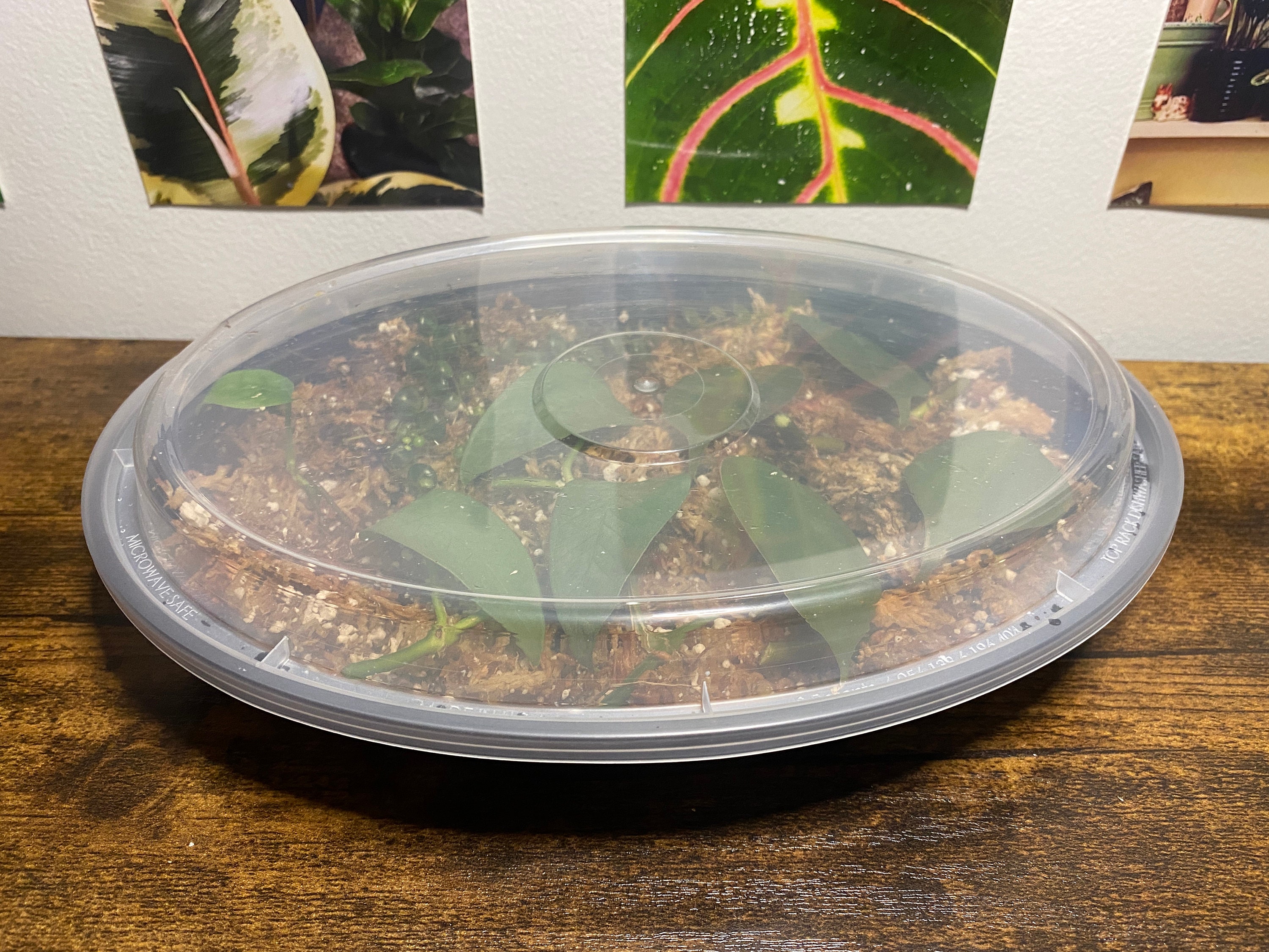 Houseplant Cuttings in Propagation Box 10 Mystery Plant - Etsy