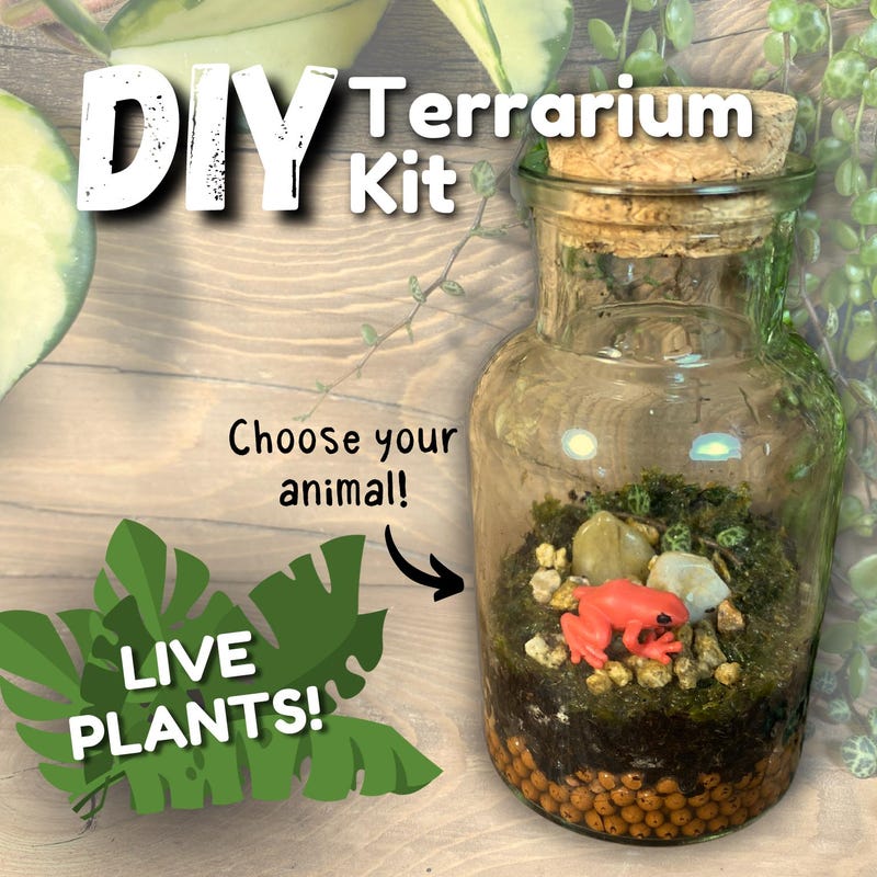 Terrarium Kit - Etsy