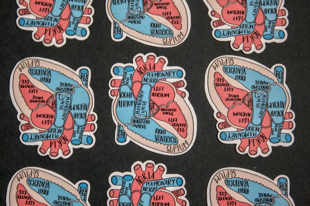 Anatomy Sticker Bundle - Etsy