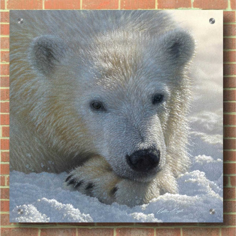 Acrylic Glass Wall Art 'polar Bear Cub' by Collin | Etsy
