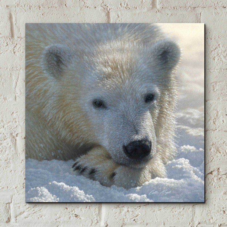 Acrylic Glass Wall Art 'polar Bear Cub' by Collin | Etsy