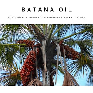 BULK BATANA Oil Organic From Honduras Wholesale Gallon FREE Shipping ...