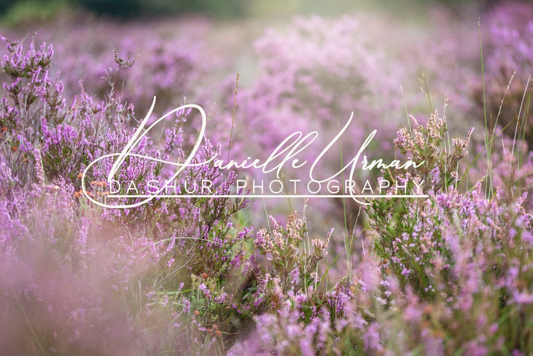 Lavender Fields, Digital Backdrop, Digital Background, Summer, Flowers ...