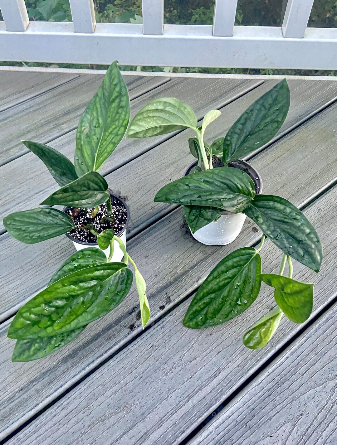 Monstera Peru Plant - 4/5 Inch Pot - Etsy