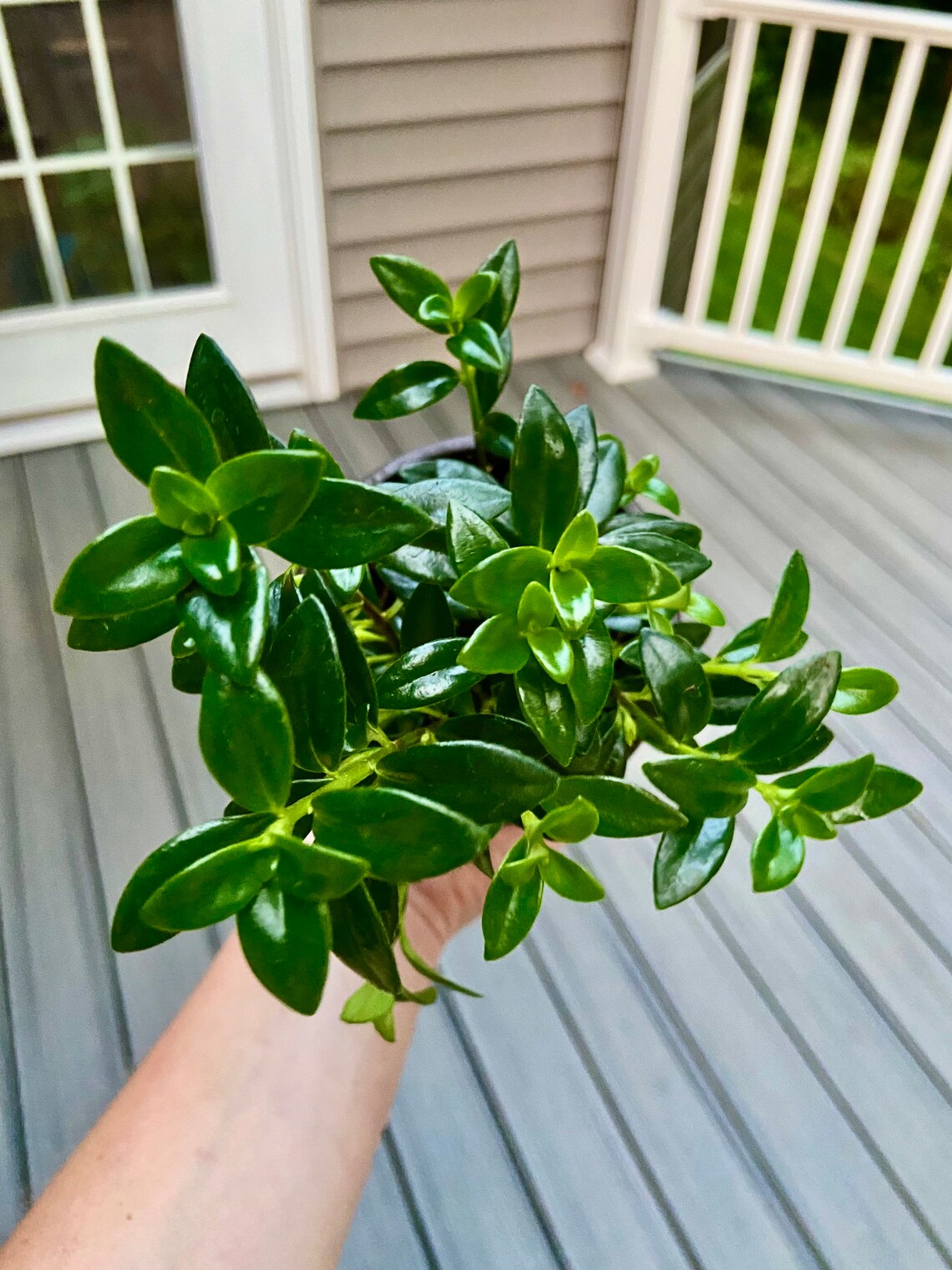 Goldfish Plant 4 Inch Pot - Etsy