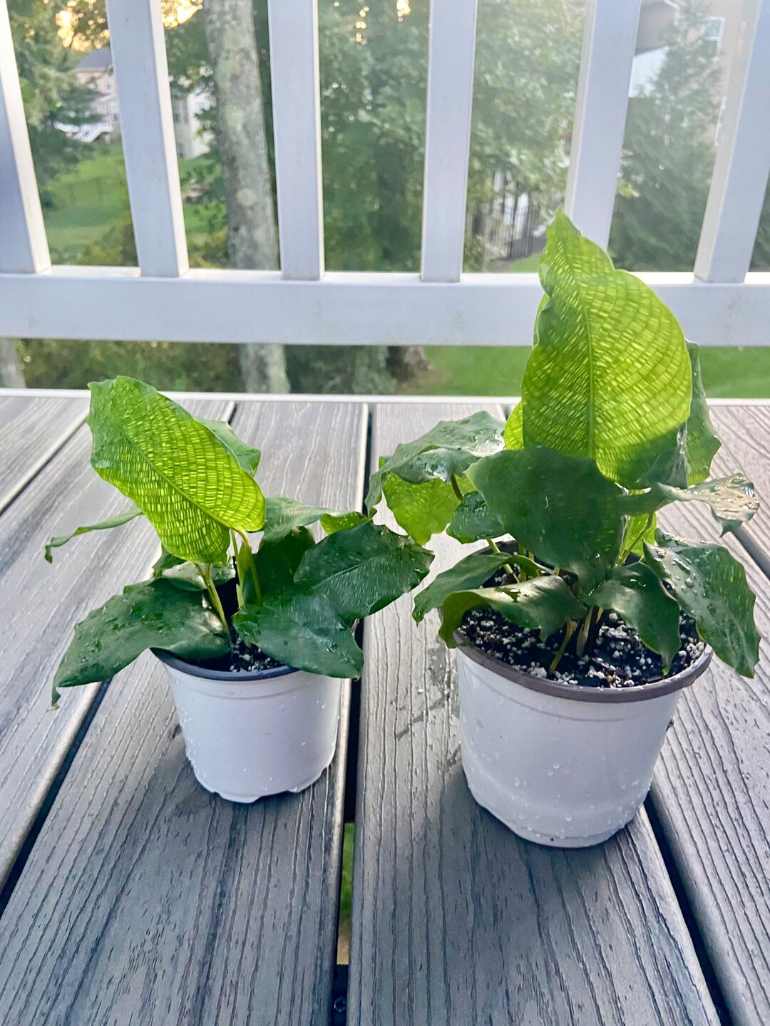 Calathea Network Plant - 4/5 Inch Pot - Etsy