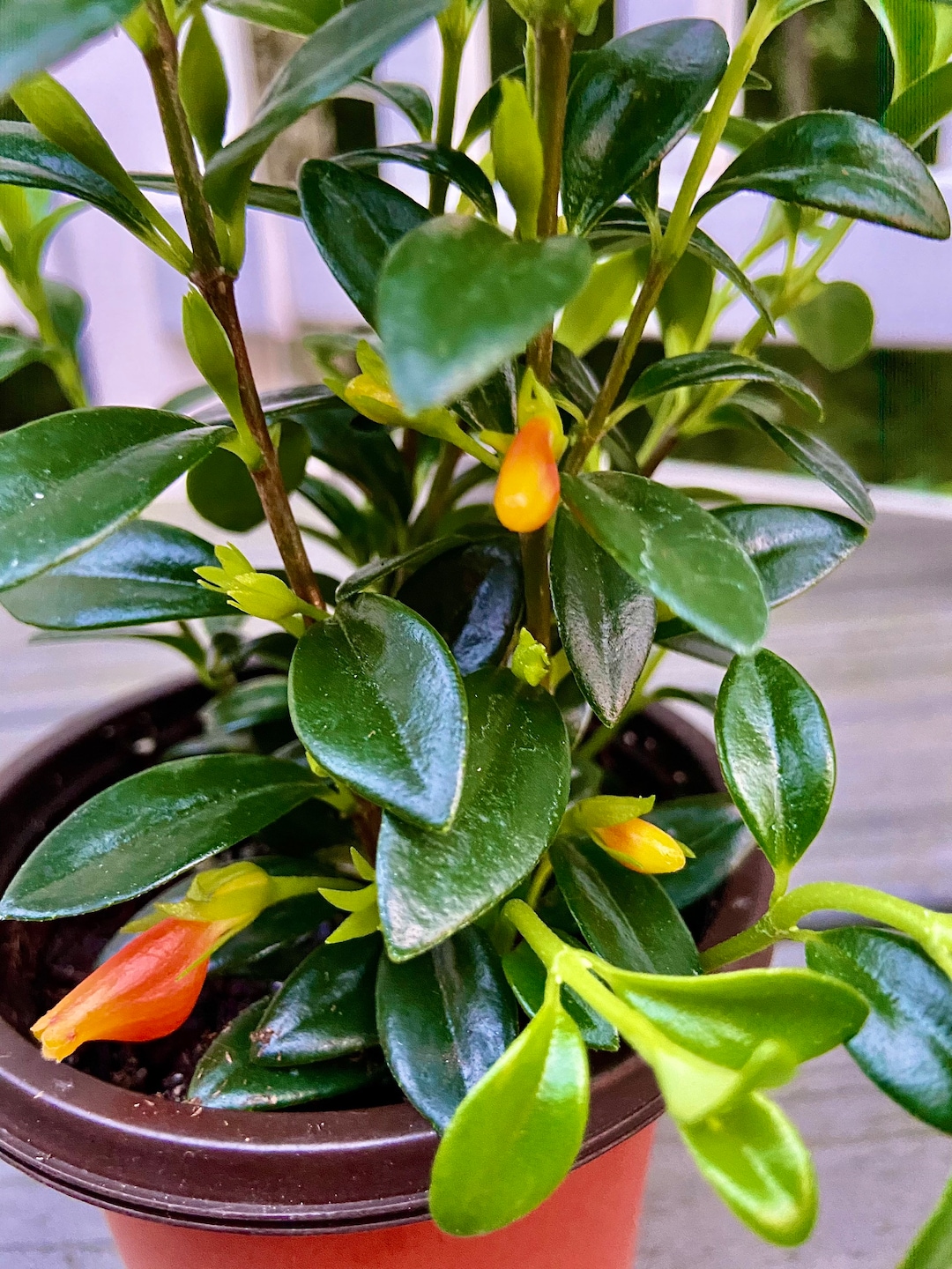 Goldfish Plant 4 Inch Pot - Etsy
