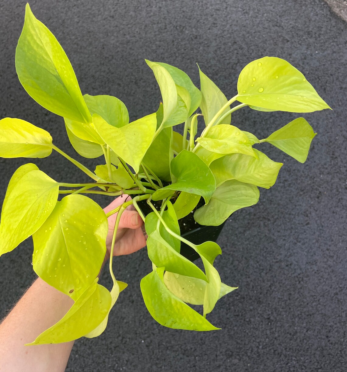 Neon Pothos Plant - Etsy