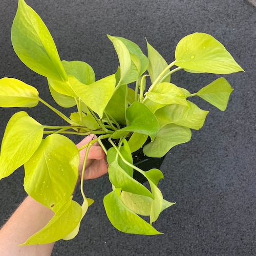 Neon Pothos Plant - Etsy