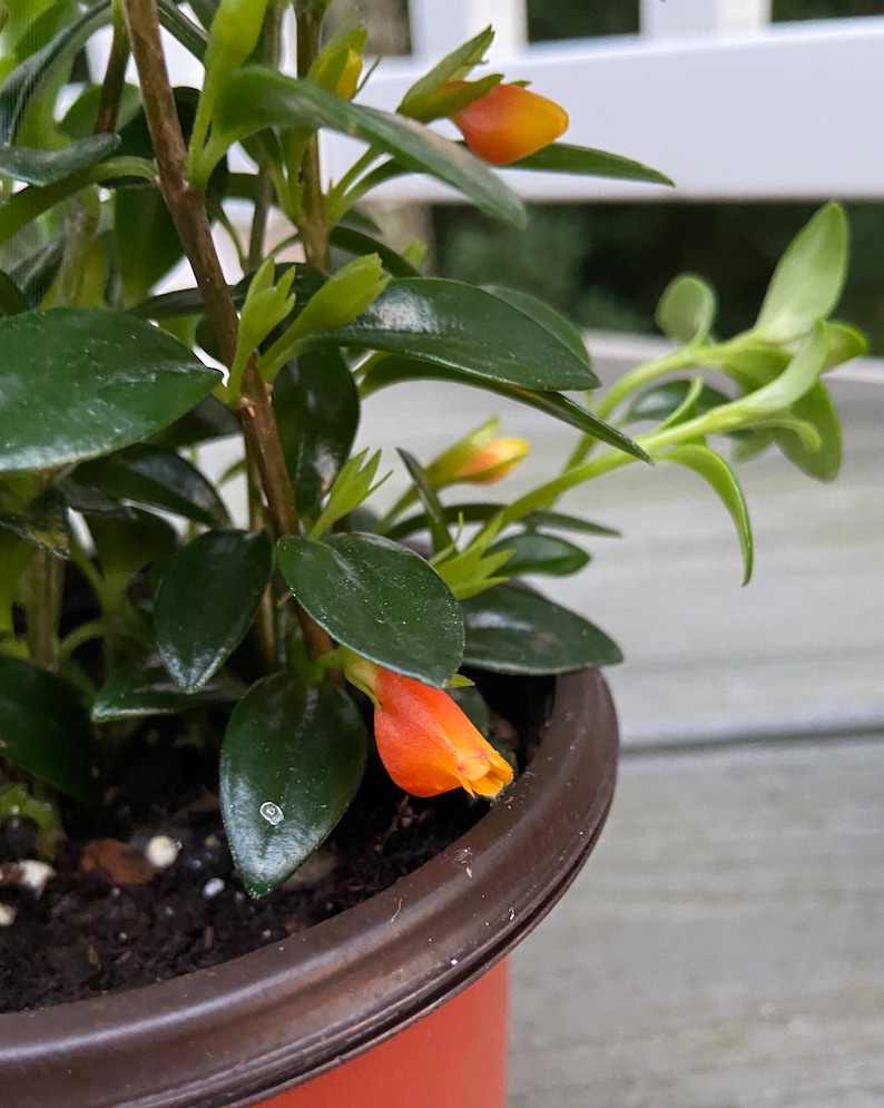 Goldfish Plant 4 Inch Pot - Etsy