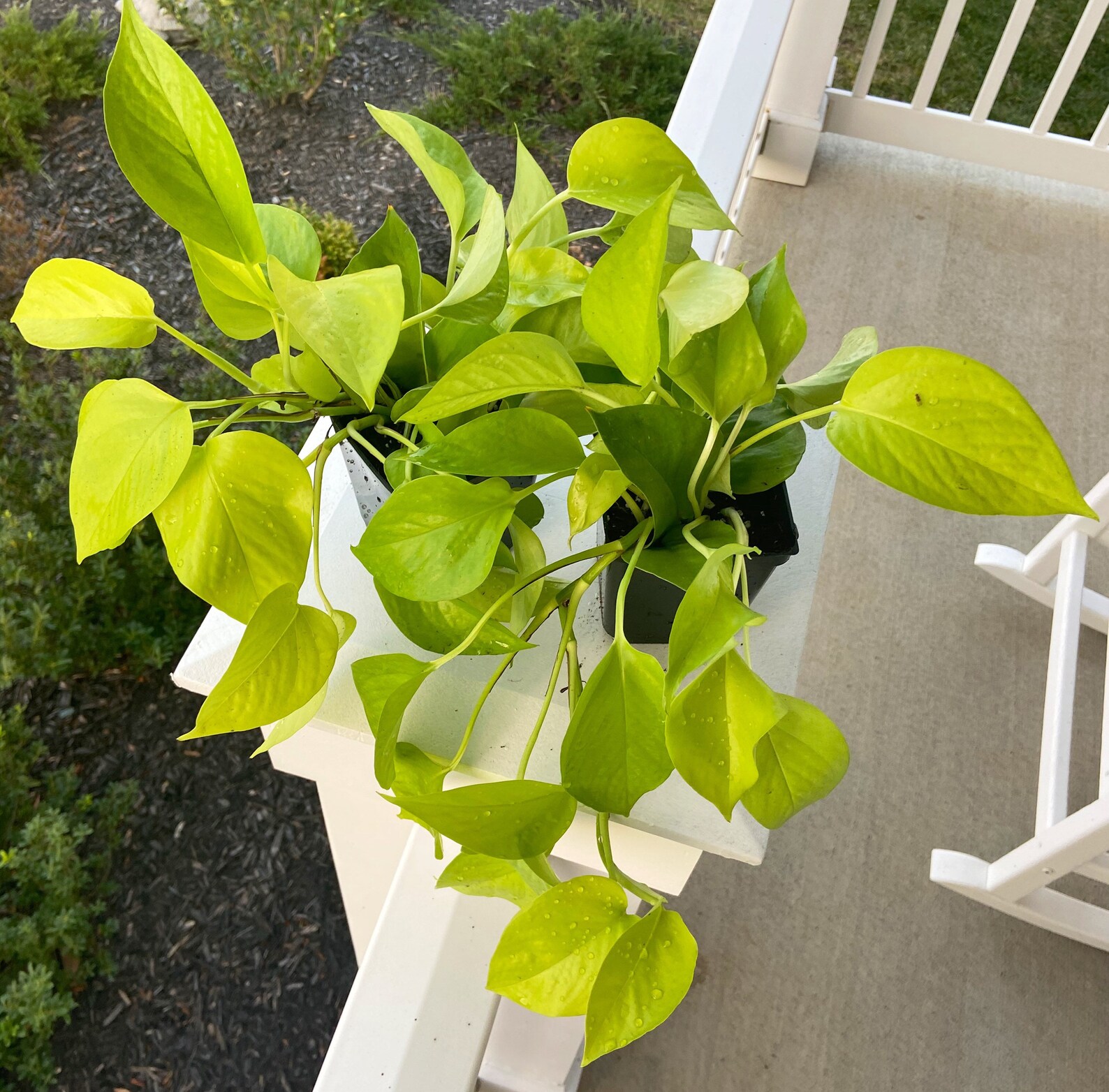 Neon Pothos Plant - Etsy